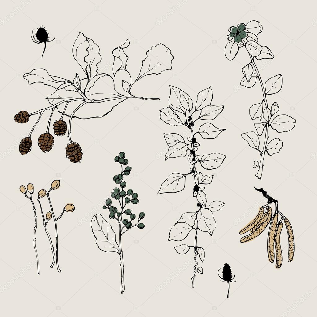 Colección vectorial de especias y hierbas dibujadas a mano. Ilustración ...