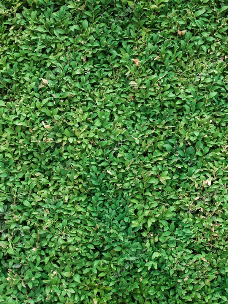 Green grass clover seamless texture Stock Photo by ©Myvisuals 87409598