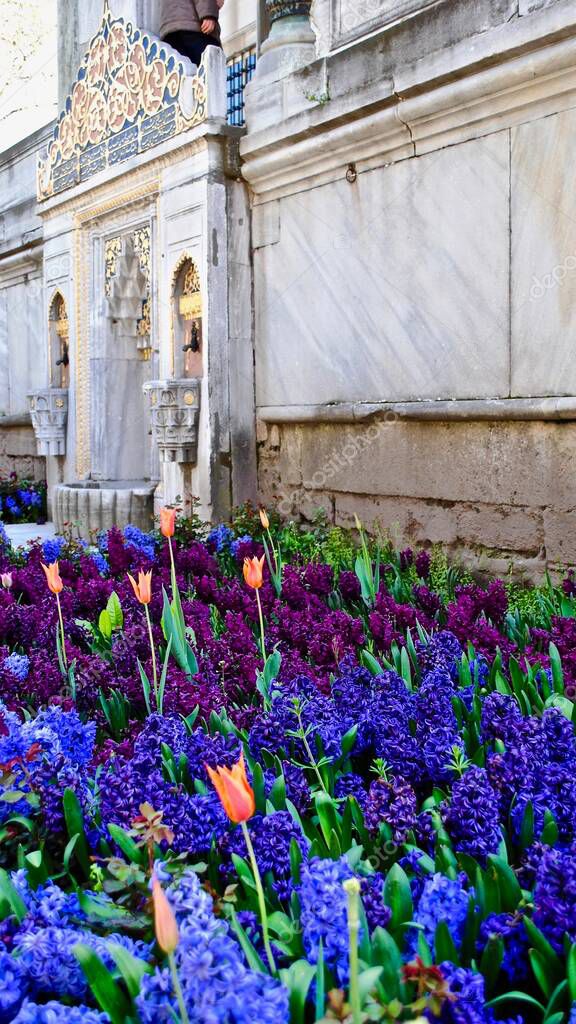 Flores fuera del Palacio Topkapi en Estambul, Turquía. Jacinto púrpura ...