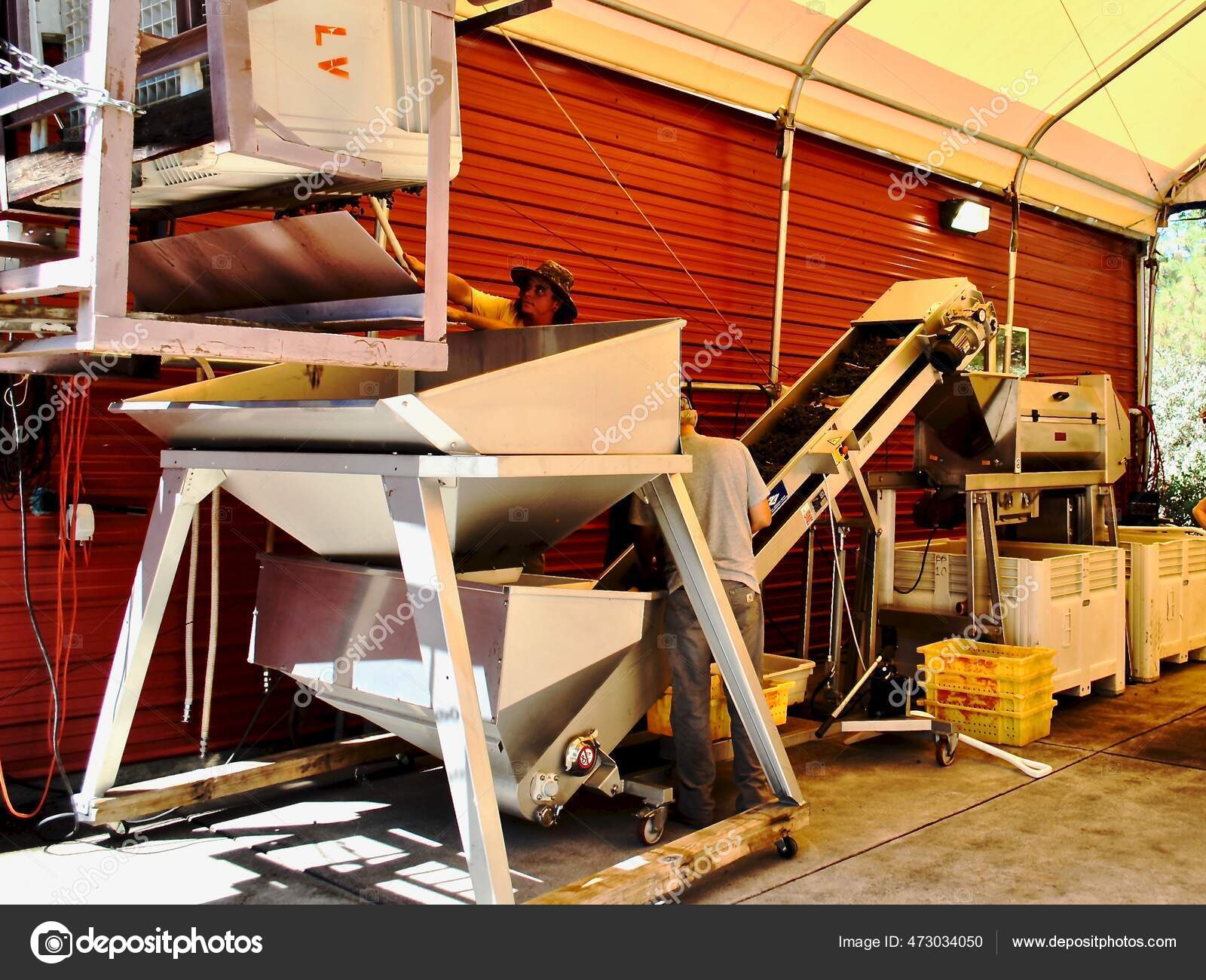 Red Grapes Loaded Conveyor Belt Destemming Process Separating Stems ...