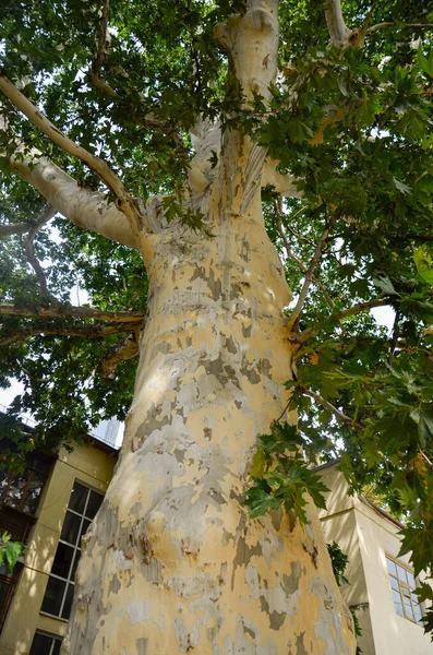 The spotted trunk of the sycamore goes up, hiding in the green leaves ...