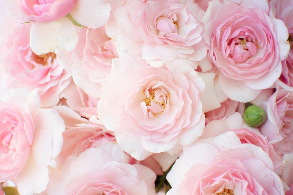 Roses background Stock Photo by ©AleksaMax 76646995