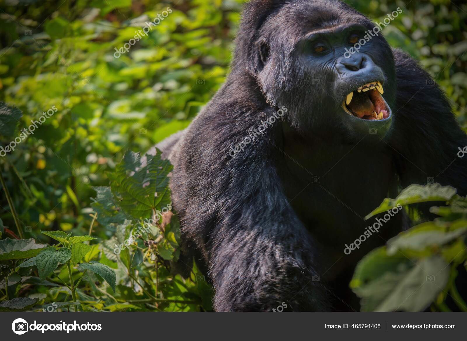 Angry Silverback Gorilla Teeth