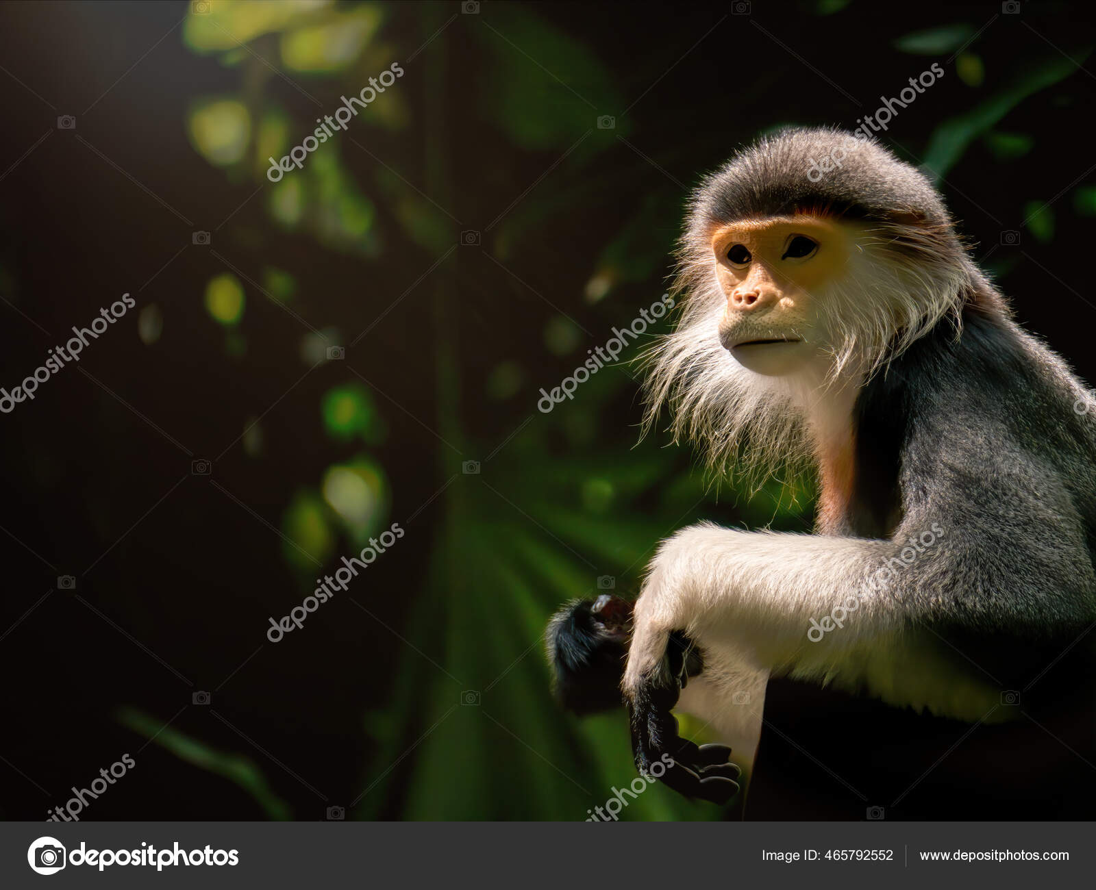 Red Shanked Douc Langur Habitat