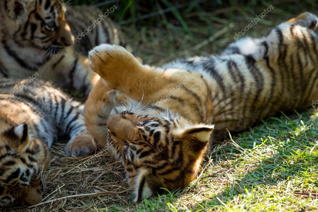 Tiger Cubs Playing With Cat