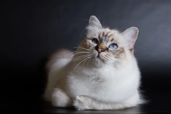 Tibetan Cat with blue eyes Stock Photo by ©VadimBorkin 74531773