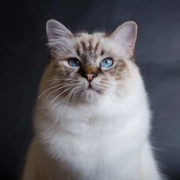 Tibetan Cat with blue eyes ⬇ Stock Photo, Image by © VadimBorkin #74531877