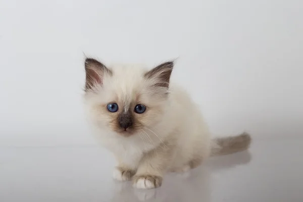 Tibetan Cat with blue eyes Stock Photo by ©VadimBorkin 74531773