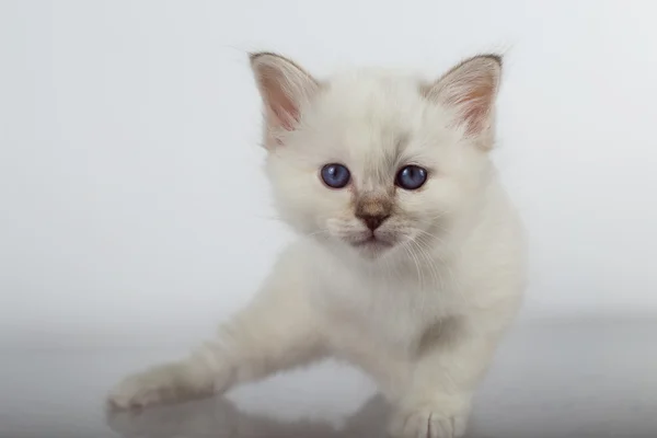 Tibetan Cat with blue eyes Stock Photo by ©VadimBorkin 74531773