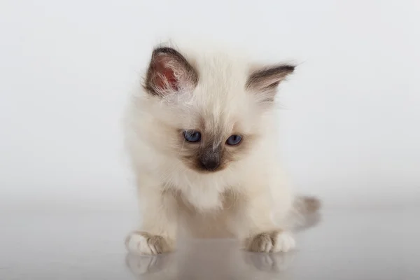 Tibetan Cat with blue eyes Stock Photo by ©VadimBorkin 74531773
