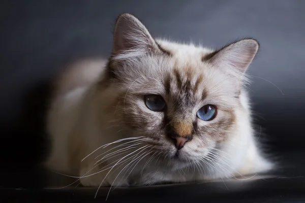 Tibetan Cat with blue eyes ⬇ Stock Photo, Image by © VadimBorkin #74531877