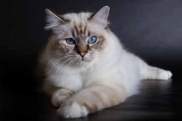 Tibetan Cat with blue eyes ⬇ Stock Photo, Image by © VadimBorkin #74531877