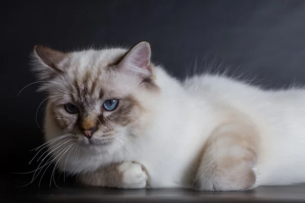 Tibetan Cat with blue eyes ⬇ Stock Photo, Image by © VadimBorkin #74531877