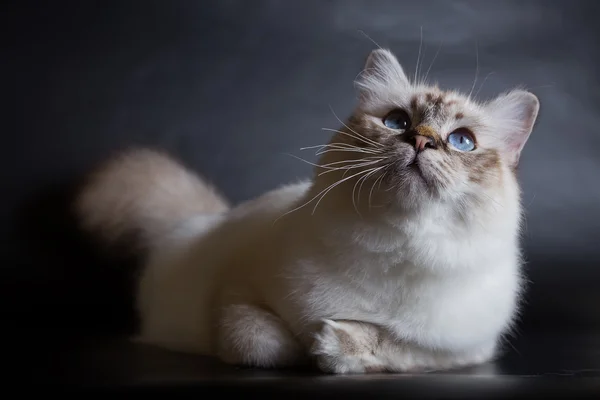 Tibetan Cat with blue eyes Stock Photo by ©VadimBorkin 74531773
