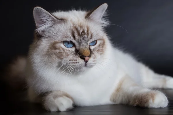 Tibetan Cat with blue eyes ⬇ Stock Photo, Image by © VadimBorkin #74531877