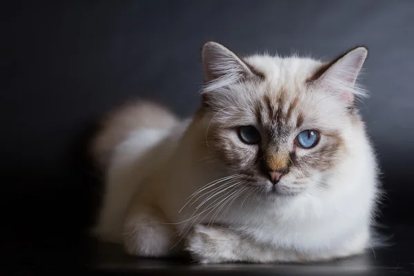 Tibetan Cat with blue eyes ⬇ Stock Photo, Image by © VadimBorkin #74531877