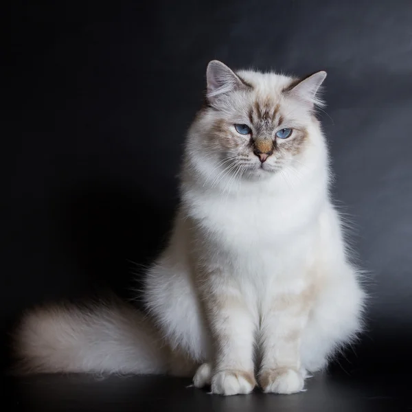 Tibetan cat Stock Photos, Royalty Free Tibetan cat Images | Depositphotos