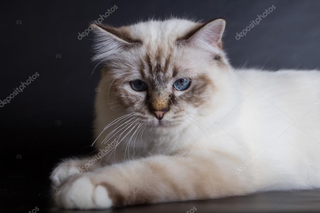 Tibetan Cat with blue eyes ⬇ Stock Photo, Image by © VadimBorkin #74531877