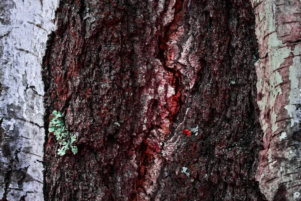 Tronco vermelho Stock Photos, Royalty Free Tronco vermelho Images ...