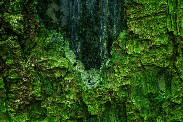 Dark forest texture Images - Search Images on Everypixel