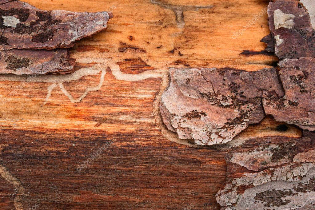 Textura brillante de pino viejo de color oscuro y claro con corteza ...