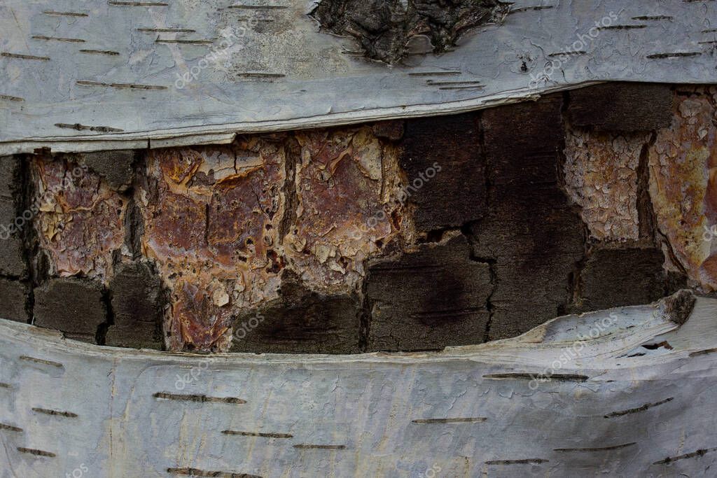 textura de abedul multicolor con corteza parcialmente pelada primer ...