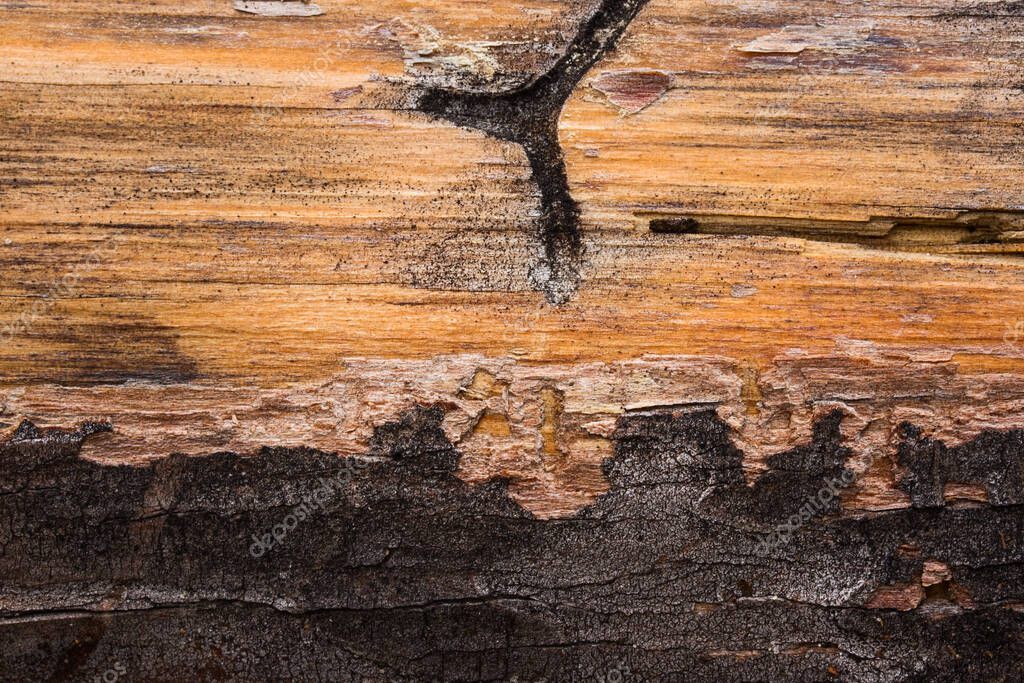 textura de pino viejo primer plano con corteza parcialmente pelada y ...