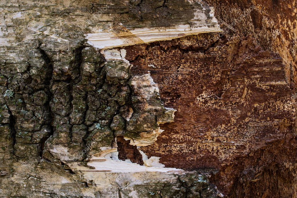 textura del tronco de abedul primer plano multicolor con corteza ...