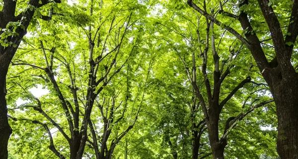 Greenery with trees Stock Photos, Royalty Free Greenery with trees ...