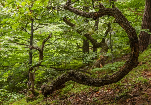 Skogsspiral Stock Photos, Royalty Free Skogsspiral Images | Depositphotos