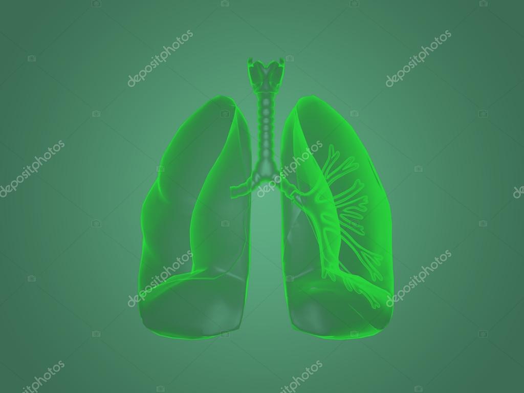 Radiograf a Anatom a de los pulmones 2024