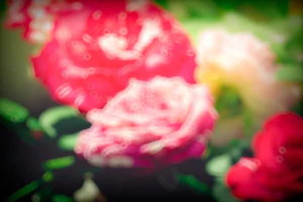 Roses blur Stock Photos, Royalty Free Roses blur Images | Depositphotos