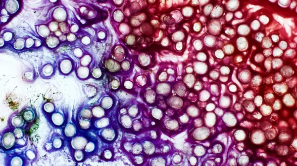 상피 조직 Stock Photos, Royalty Free 상피 조직 Images | Depositphotos