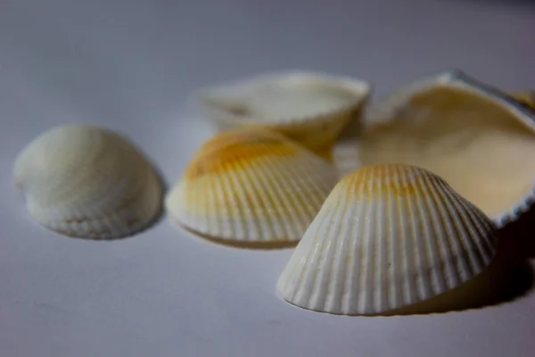 Heart valves Stock Photos, Royalty Free Heart valves Images | Depositphotos