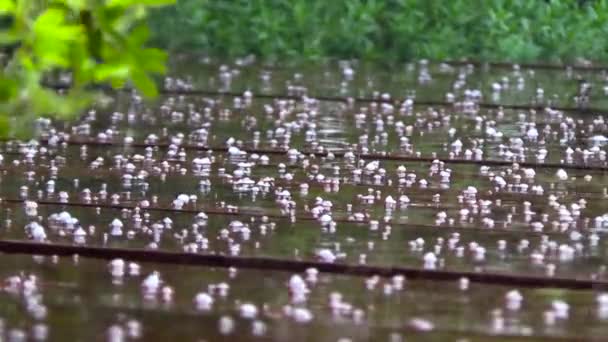 Hail and rain on a summer day. Background green plants — Stock Video ...