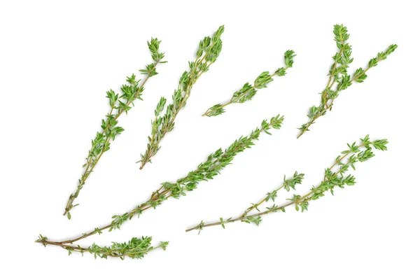 Timjan kvist Stockfotografier, royaltyfria Timjan kvist bilder ...