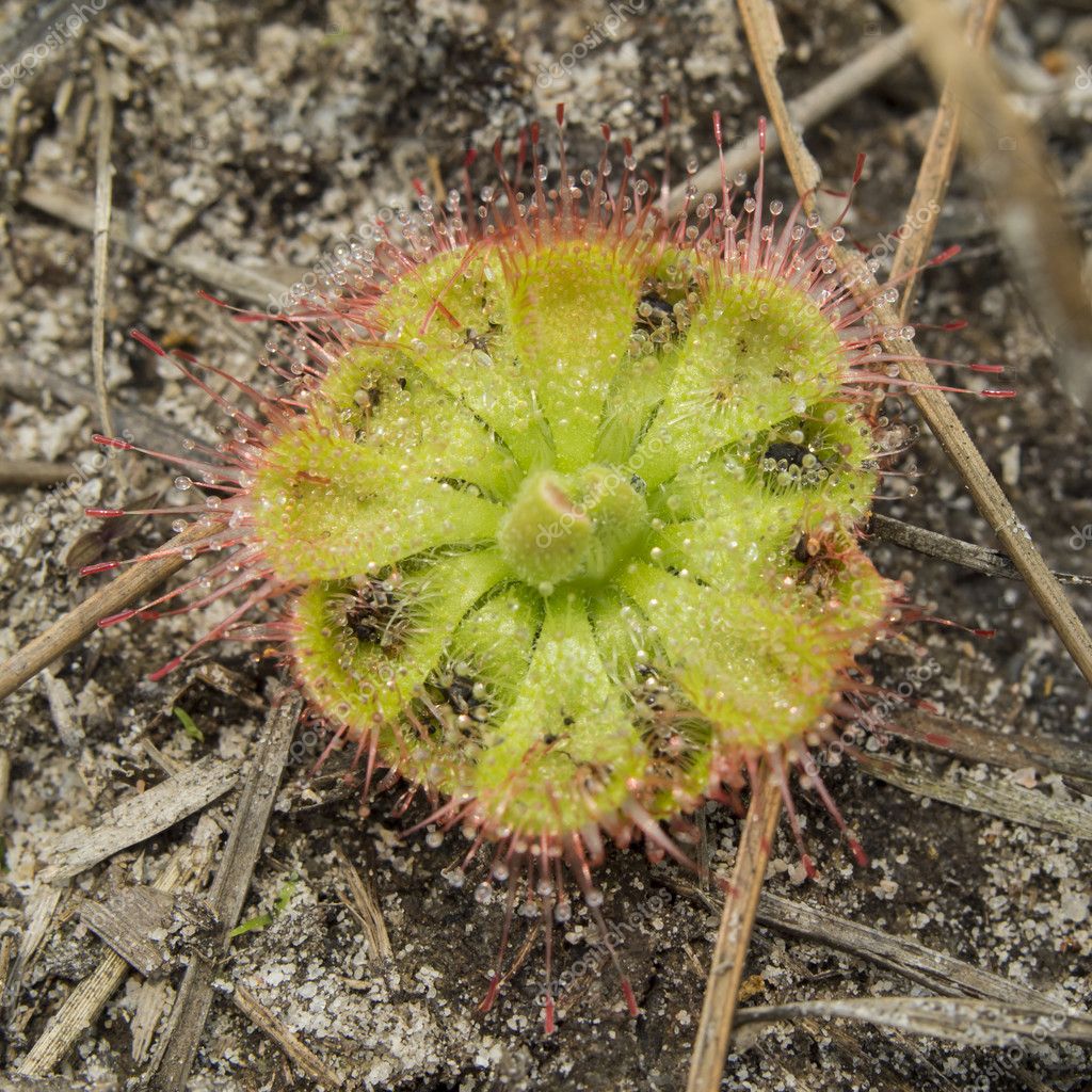 Drosera burmannii Vahl, Sundew, sus hojas pueden enrollarse alrededor ...