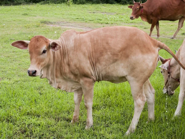 Vaca fea fotos de stock, imágenes de Vaca fea sin royalties | Depositphotos