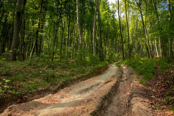 360 Panorama of forest Stock Photo by ©vlue 4625493