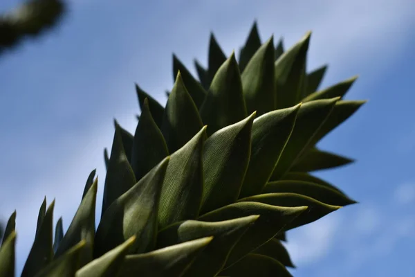 Agave leaves Stock Photos, Royalty Free Agave leaves Images | Depositphotos