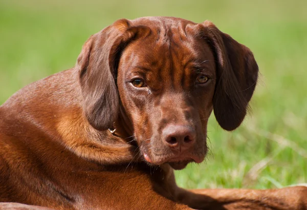 Rhodesian ridgeback Stock Photo by ©cynoclub 9125107
