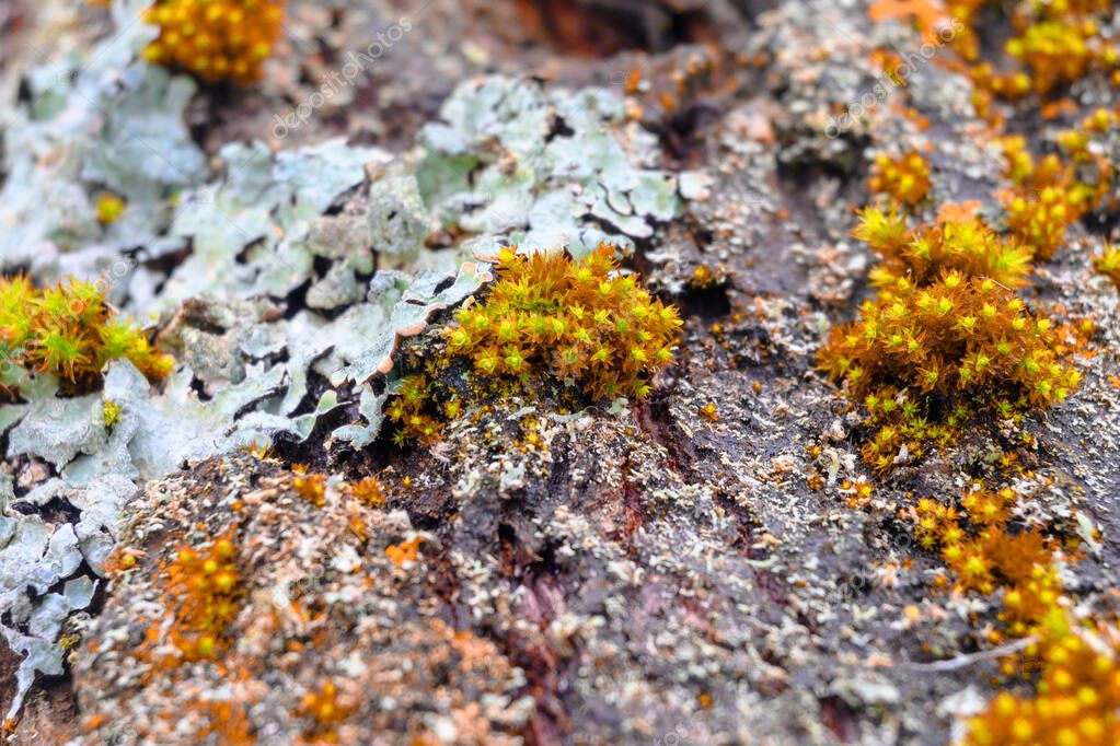 El primer plano del musgo amarillo con tinte rojo en la corteza de un ...
