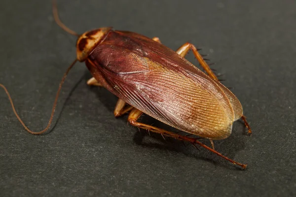 German cockroach Stock Photos, Royalty Free German cockroach Images ...