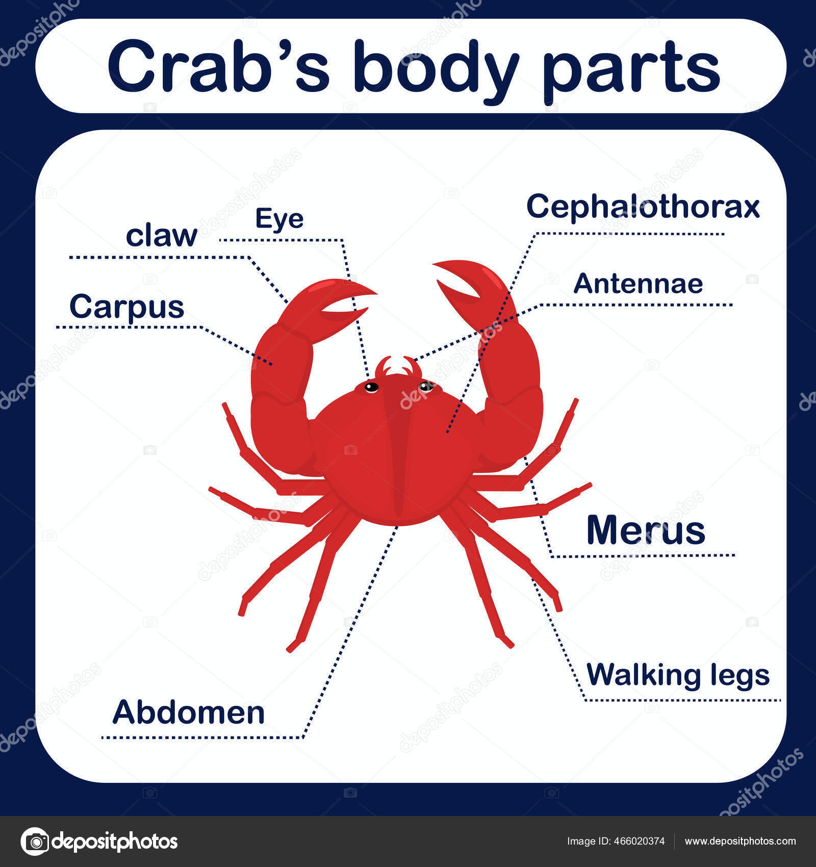 Educational Vector Illustration Crab Body Parts Vetor de ©Nata-sao ...