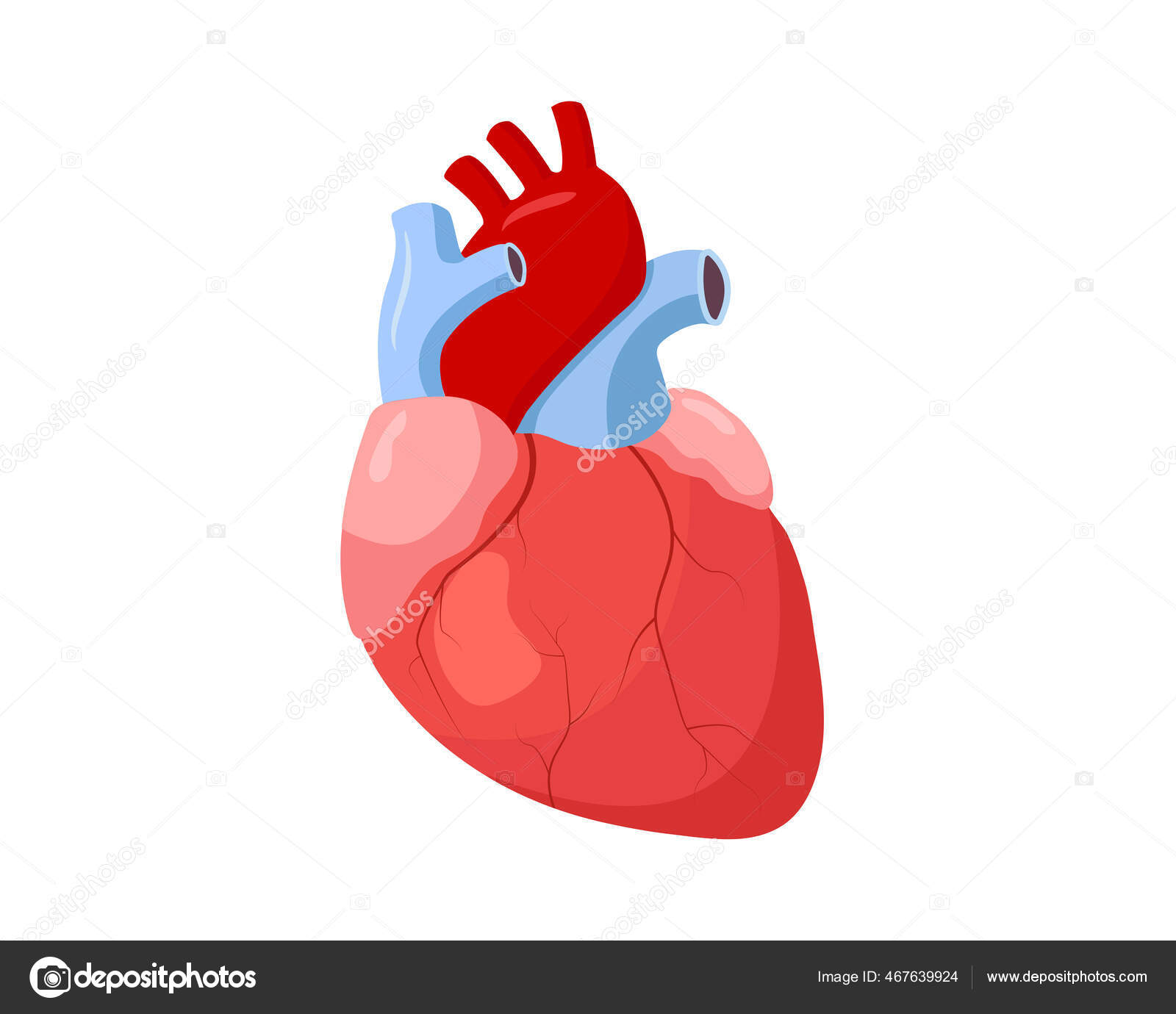 Corazón Humano Animado