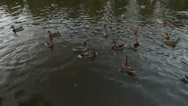 First person view - throwing bread at many ducks in a pond — Stock ...