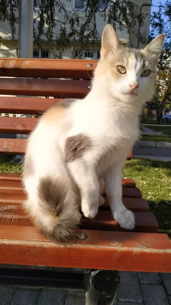 Statue of cat Stock Photos, Royalty Free Statue of cat Images ...