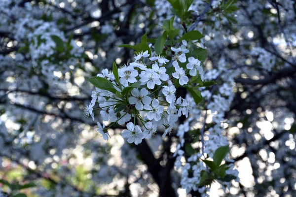 Canberra spring Stock Photos, Royalty Free Canberra spring Images ...