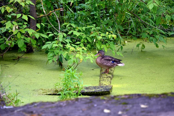 Domestic duck close-up. A duck sits on a log in an overgrown old pond ...