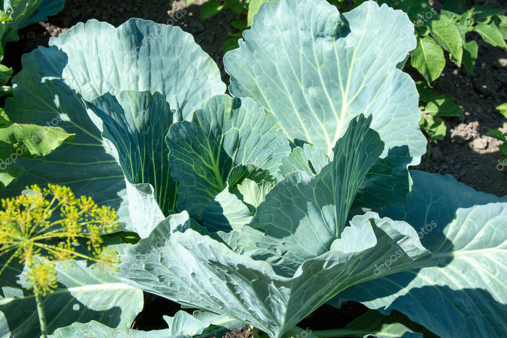 Hojas de col. La col no se acurruca en una cabeza de col. Verduras ...